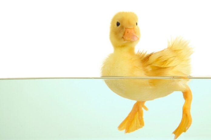 Petting Ducks: Tips for a Safe and Fun Experience - The Press Tribune
